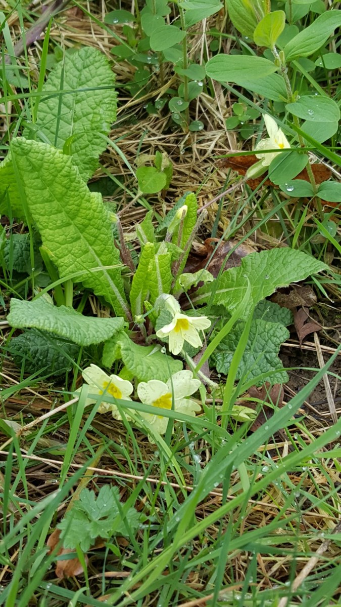 Shoot Report – Windrush – April 2018 | My Archery Experiences